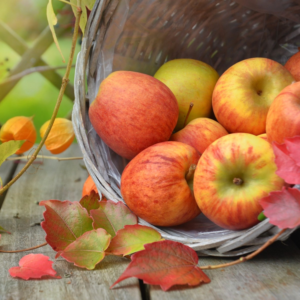 Harvest Time – Apples of Gold